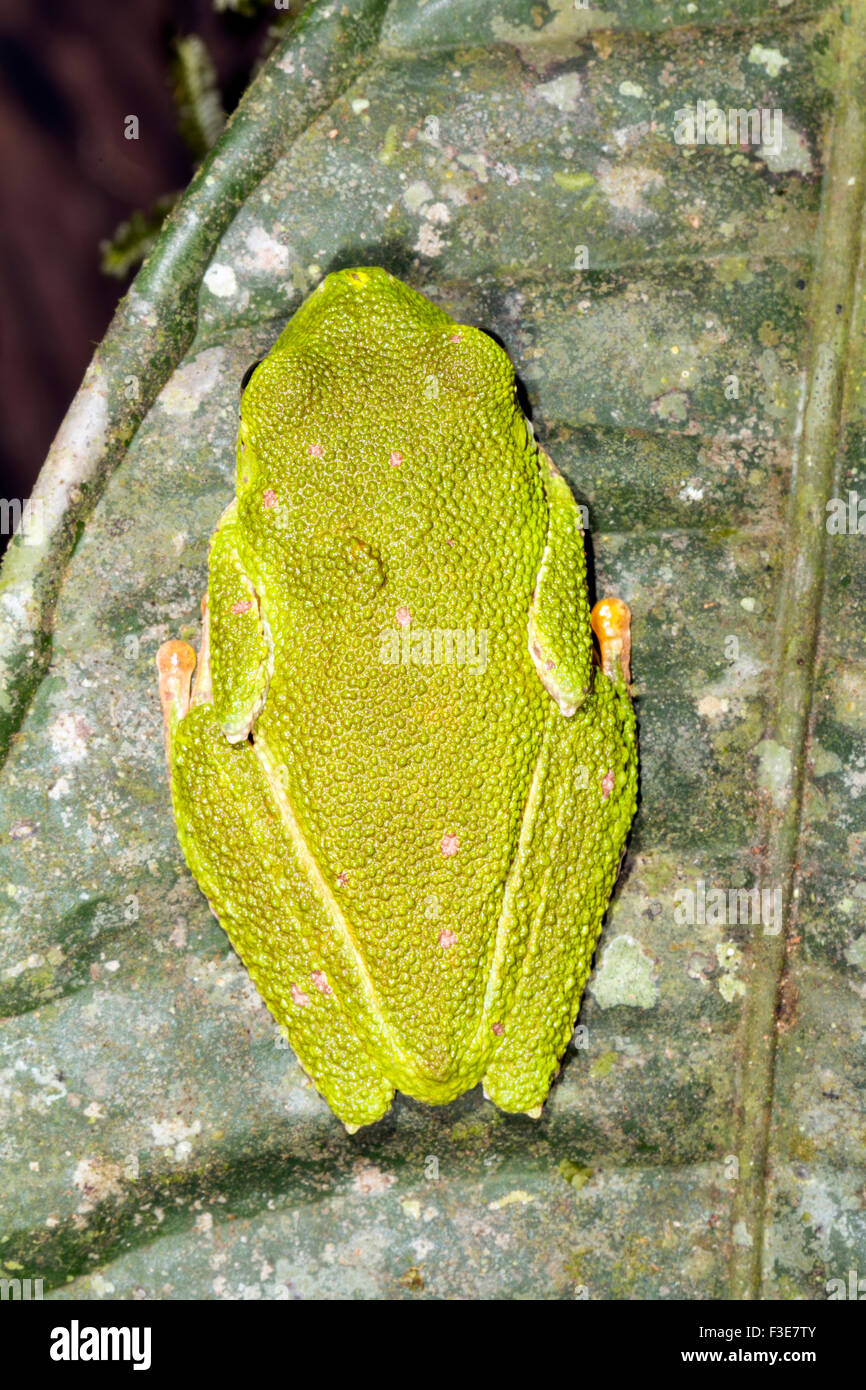 Amazon leaf frog (Agalychnis huiil), Ecuador Stock Photo - Alamy