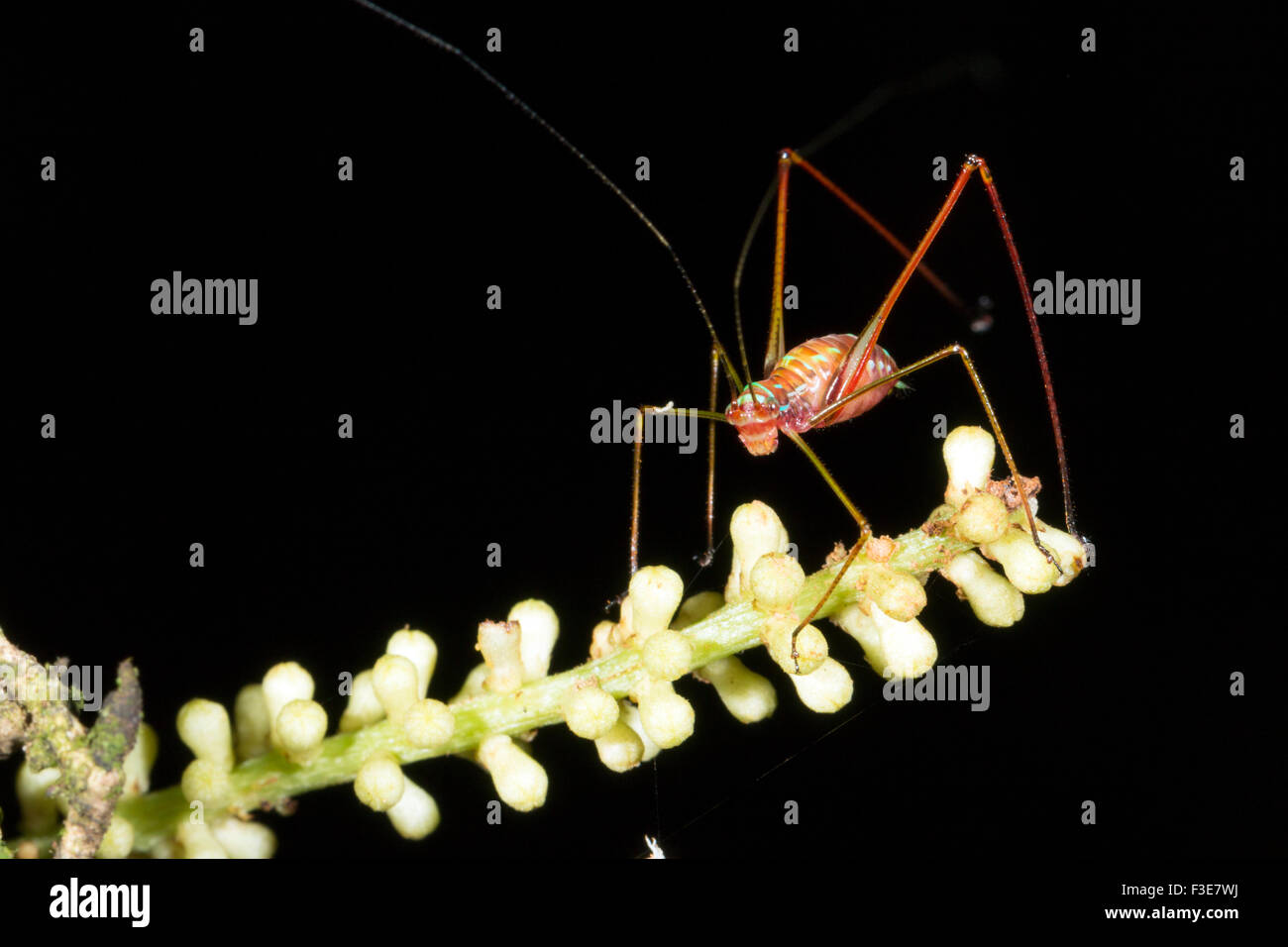 Amazon rainforest nymph hi-res stock photography and images - Alamy