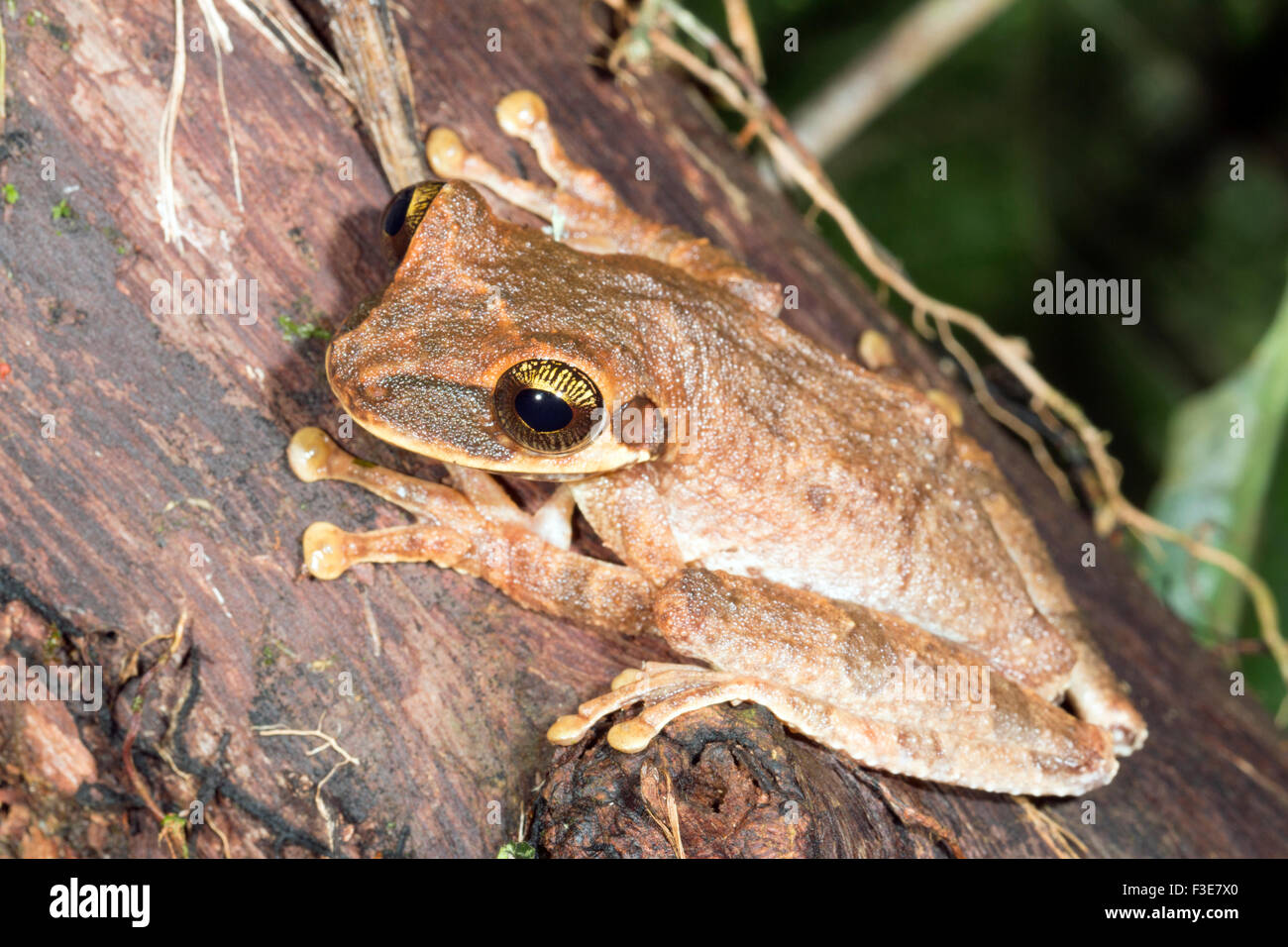 Flat-headed bromeliad treefrog (Osteocephalus planiceps) on a ...