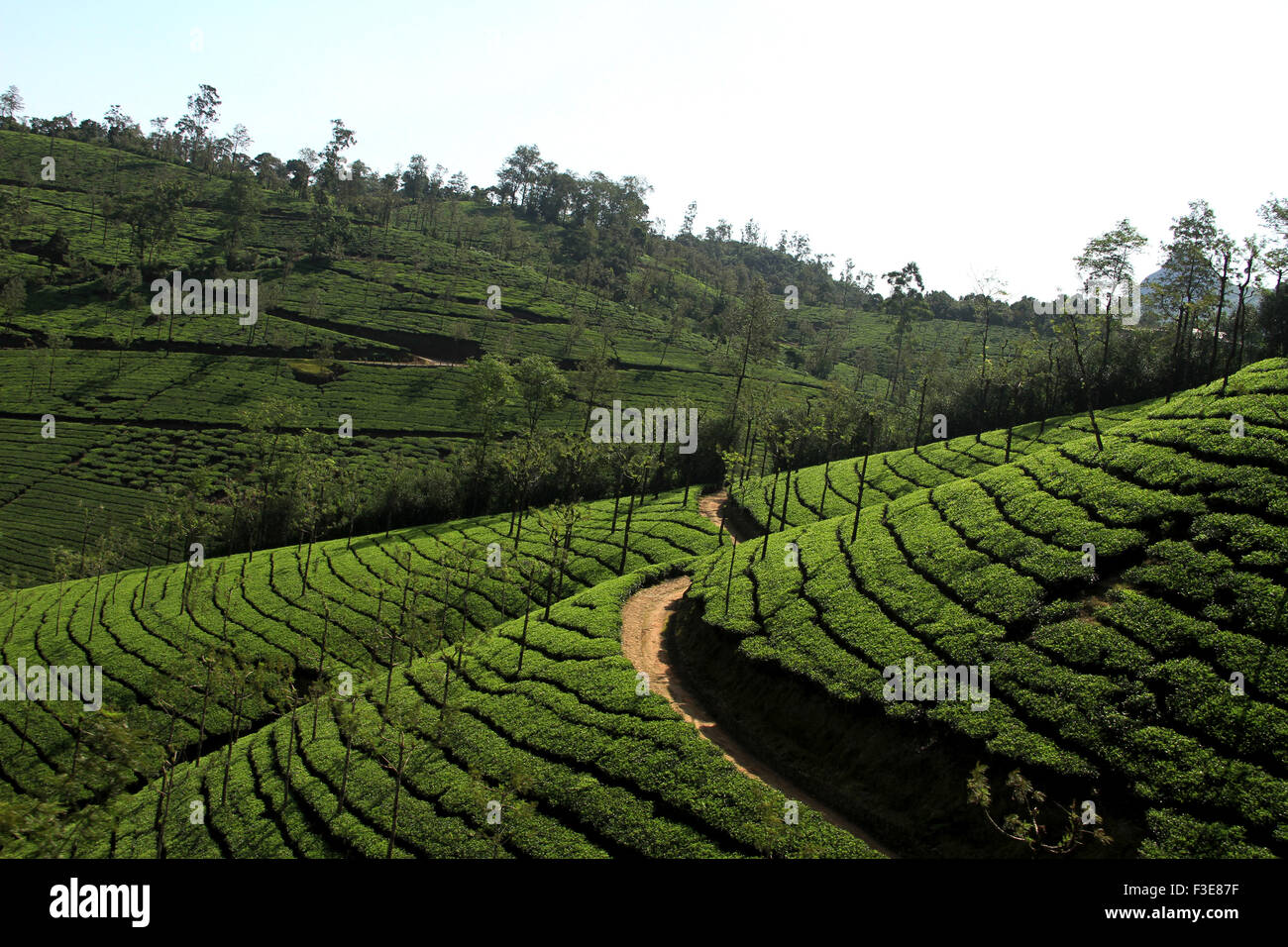 Terrace farming in kerala hi-res stock photography and images - Alamy