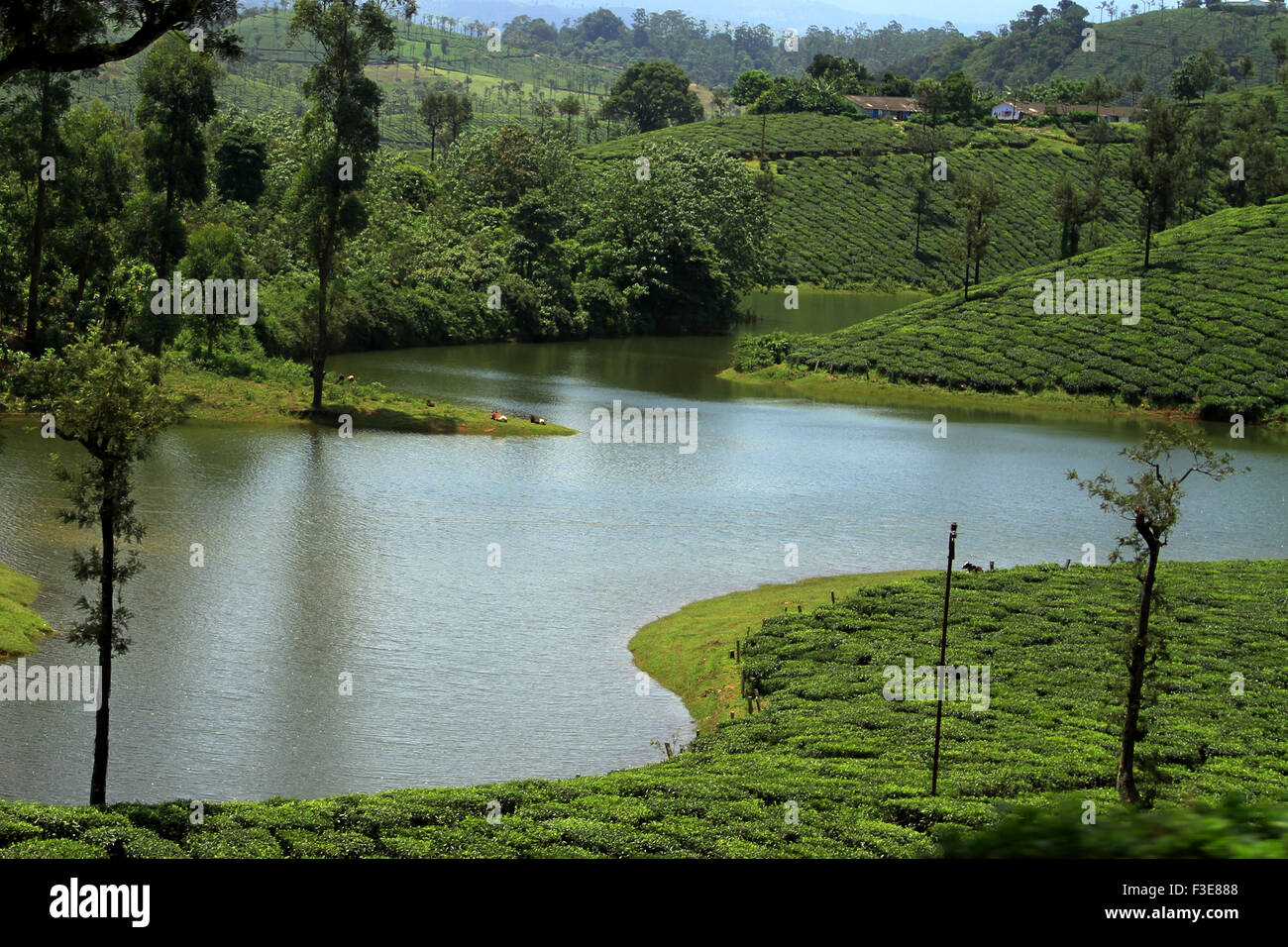 Dam reservoir and tea plantations Stock Photo - Alamy