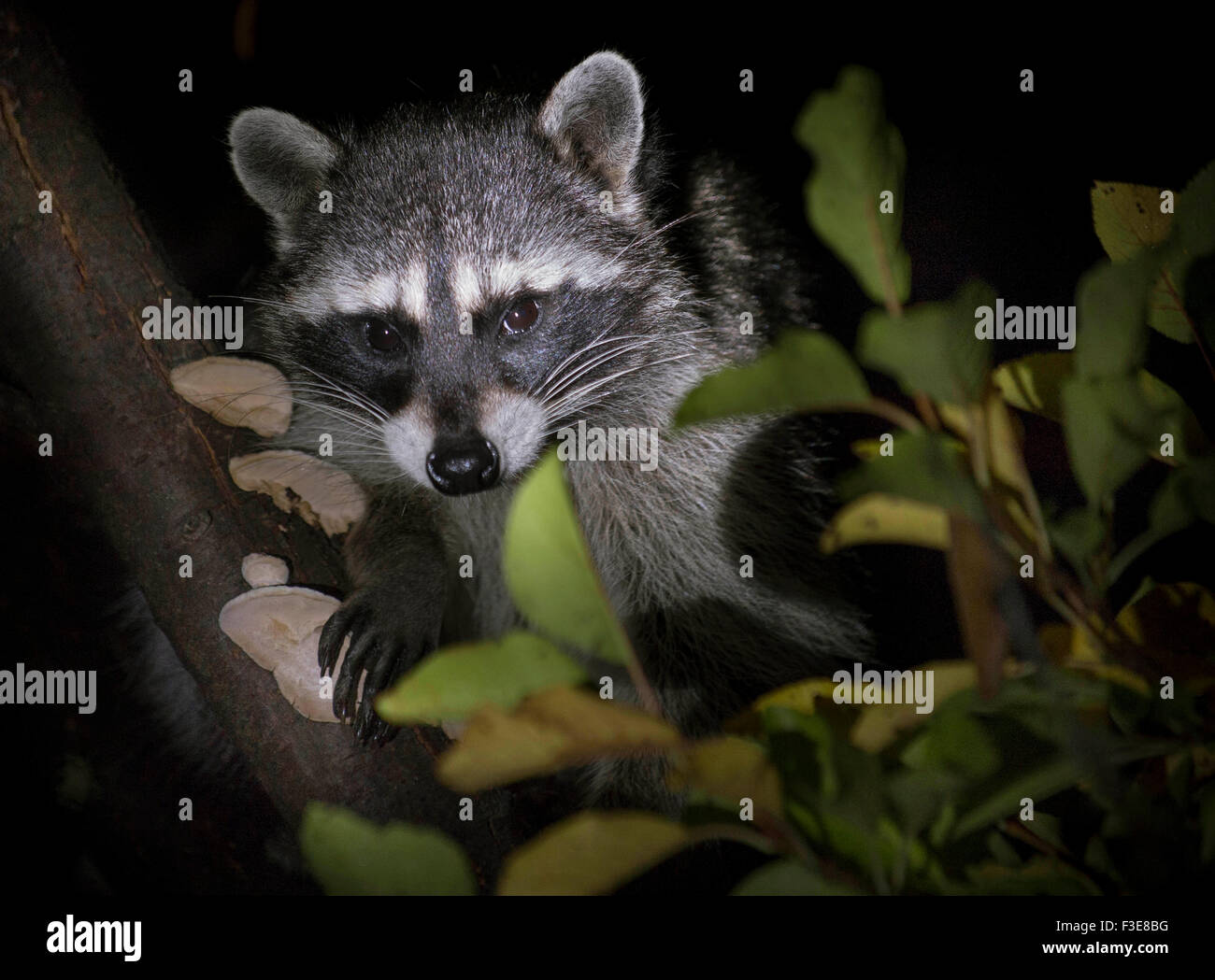 Elkton, Oregon, USA. 6th Oct, 2015. A raccoon looks down from its ...