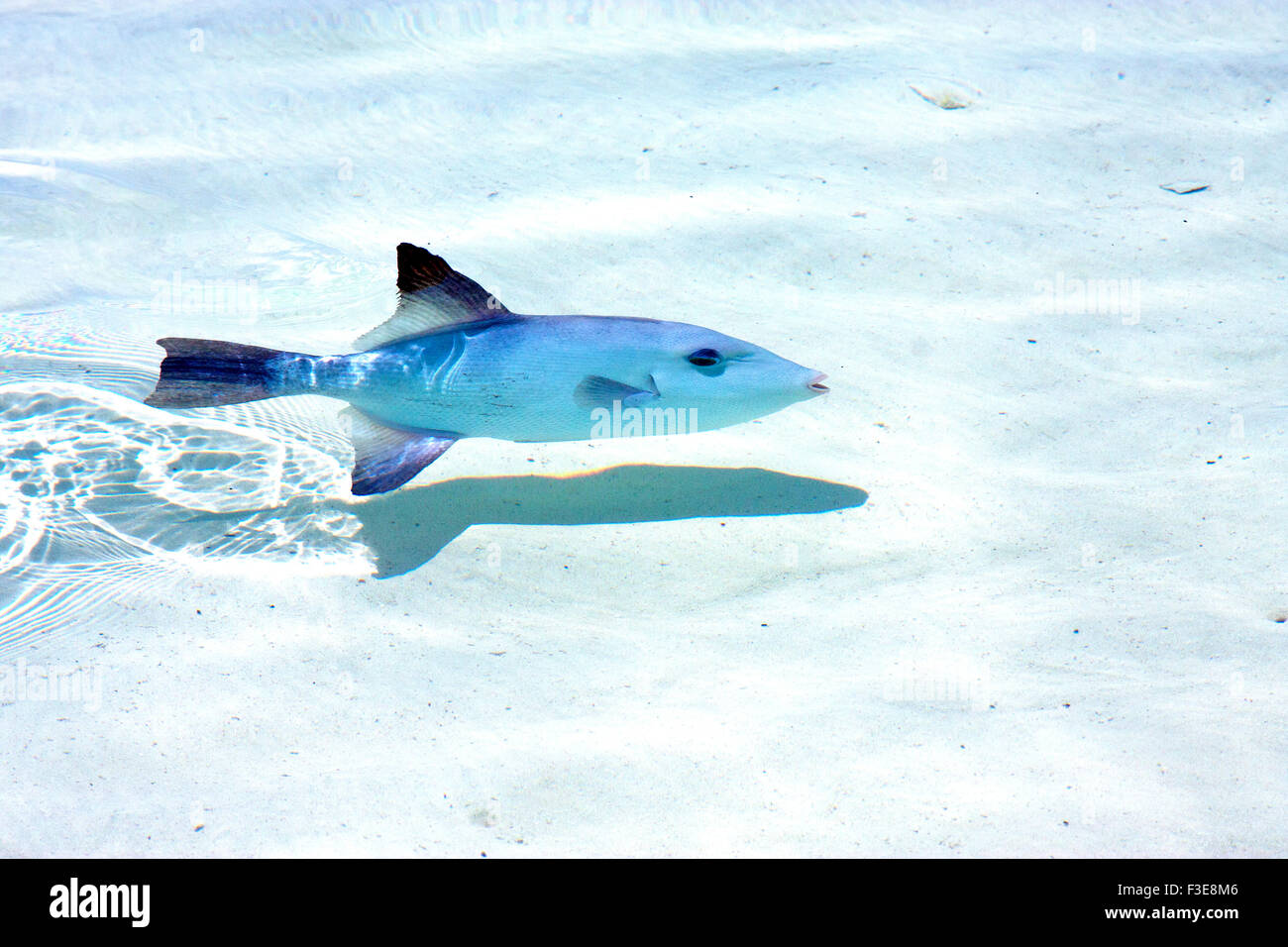 little fish isla contoy in mexico froath and foam the sea drop sunny ...