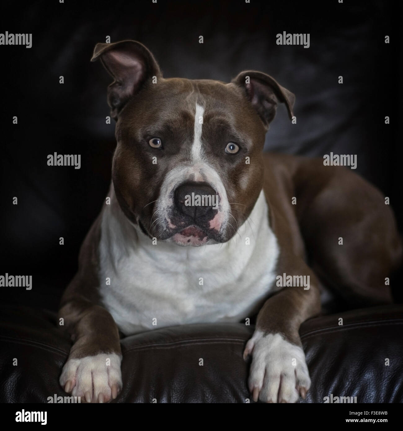 Mans best friend Stock Photo - Alamy