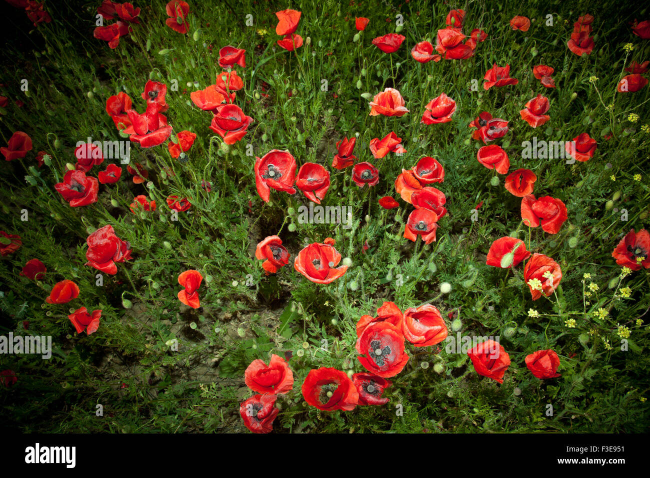 Poppy fall hi-res stock photography and images - Alamy