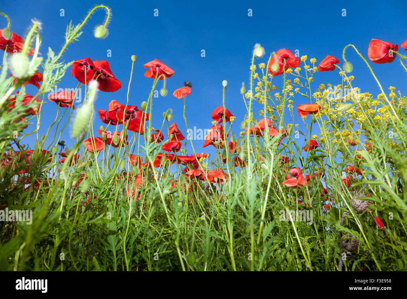 Poppy fall hi-res stock photography and images - Alamy