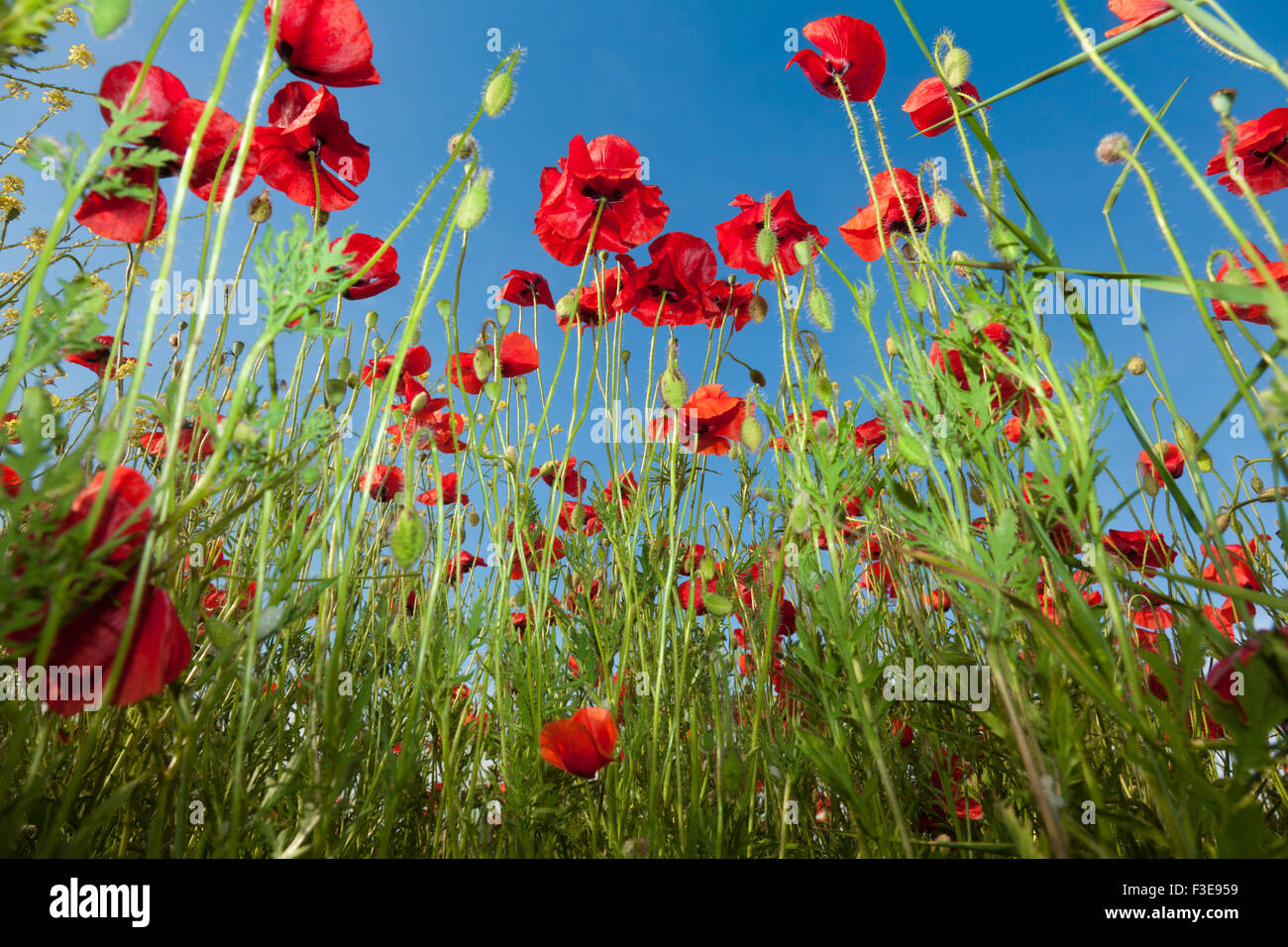 Poppy fall hi-res stock photography and images - Alamy