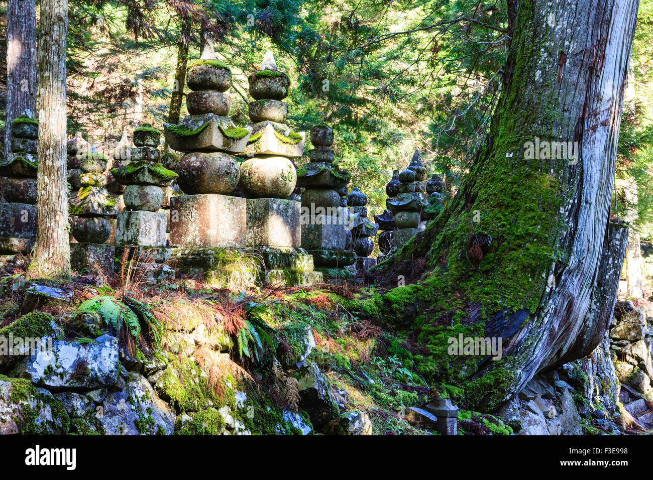 Japan, Koyasan, ancient Japanese cemetery, Okunoin. Row of large moss ...