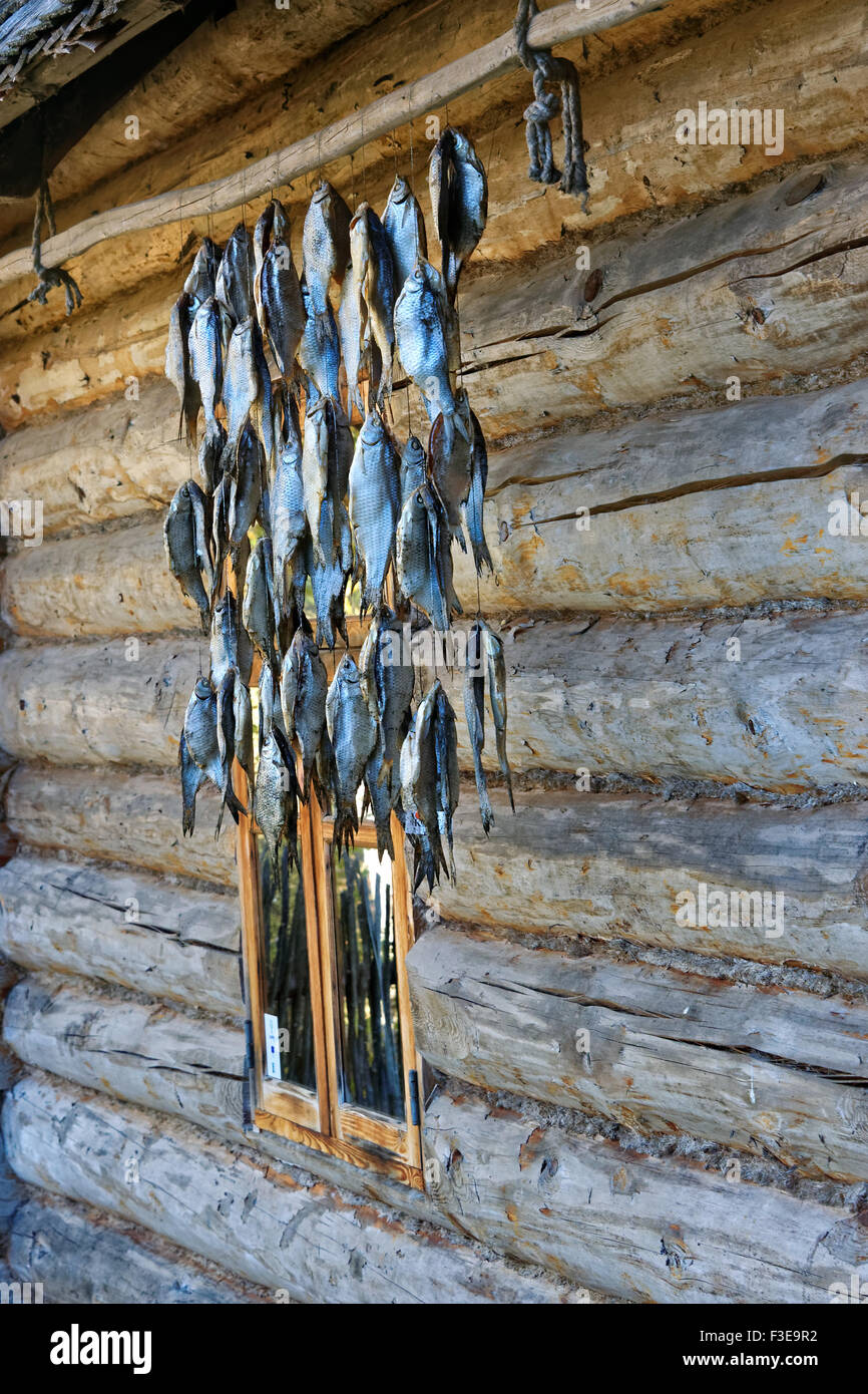 Drying fish on the wall of a wooden house in Setomaa, a region in ...
