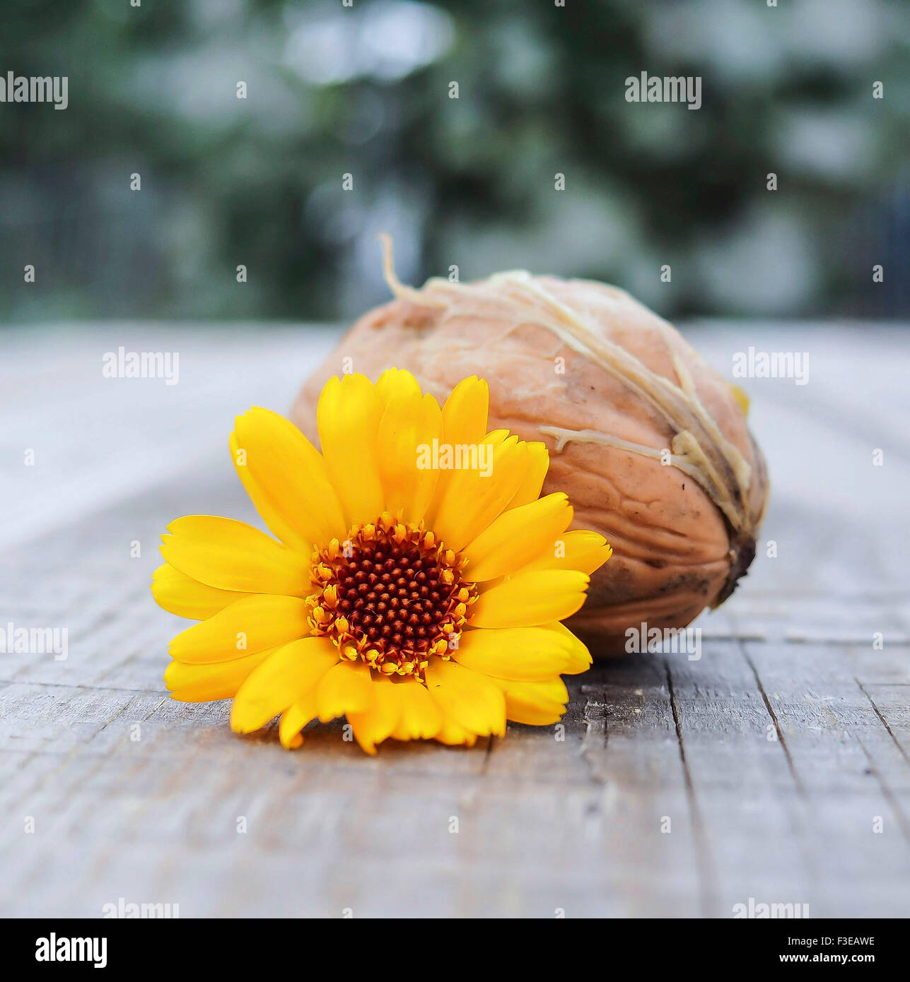 Bio walnut tree hi-res stock photography and images - Alamy