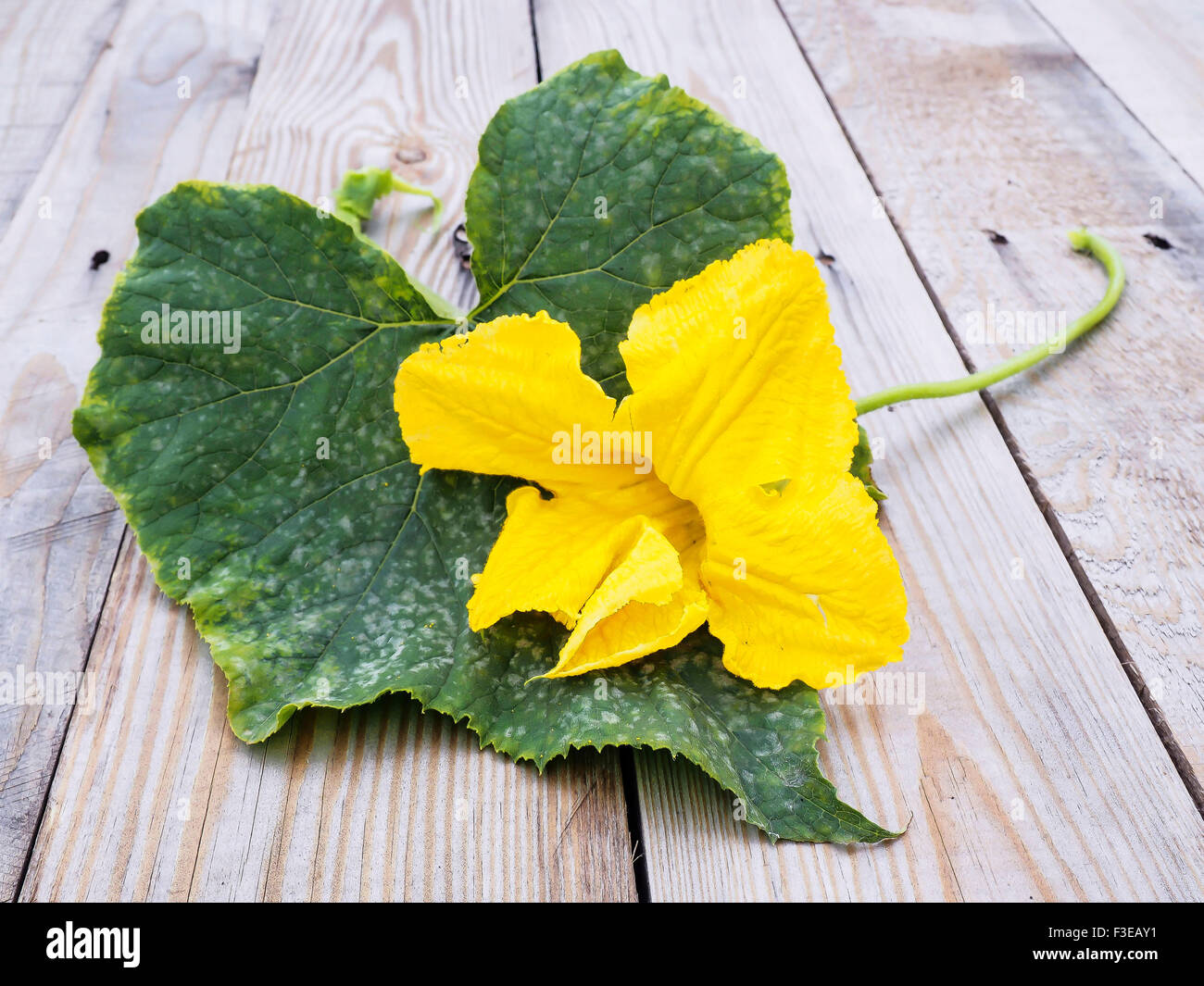 White pumpkin blossom hi-res stock photography and images - Alamy