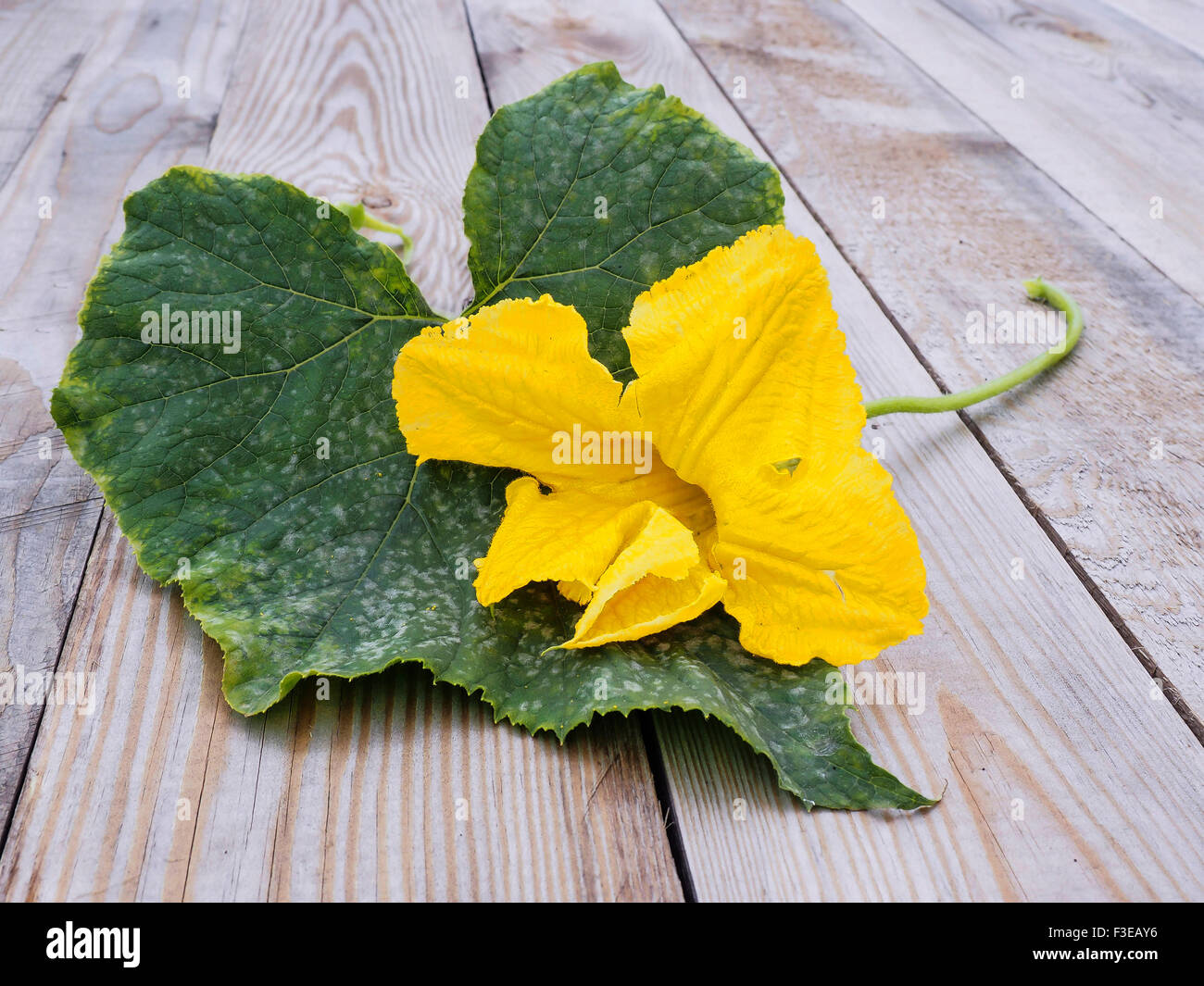 Pumpkin bud hi-res stock photography and images - Alamy