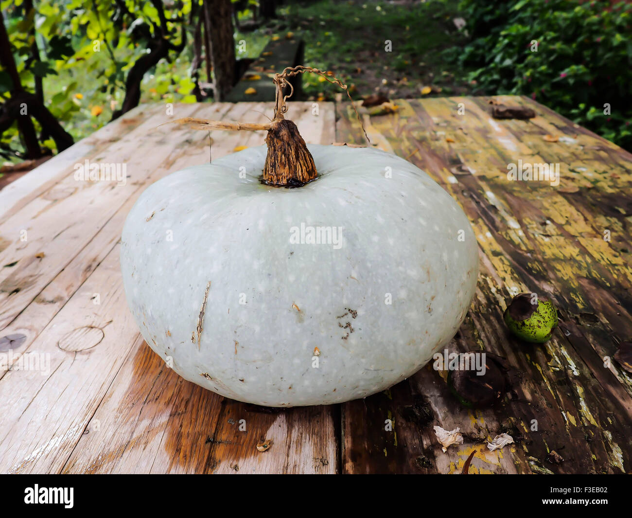 Mini white pumpkin hi-res stock photography and images - Alamy