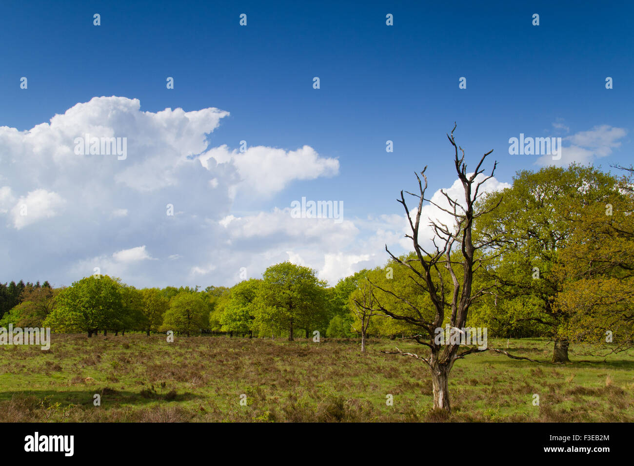 Springtime: a dead Oak tree with in the background Oaks with fresh ...