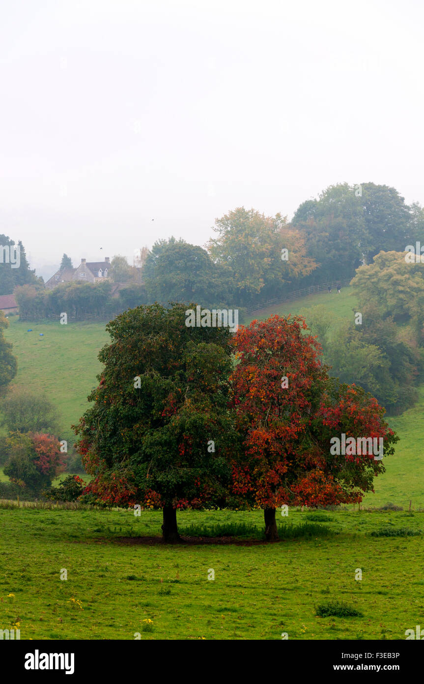 Autumn fall trees in landscape mist Stock Photo - Alamy