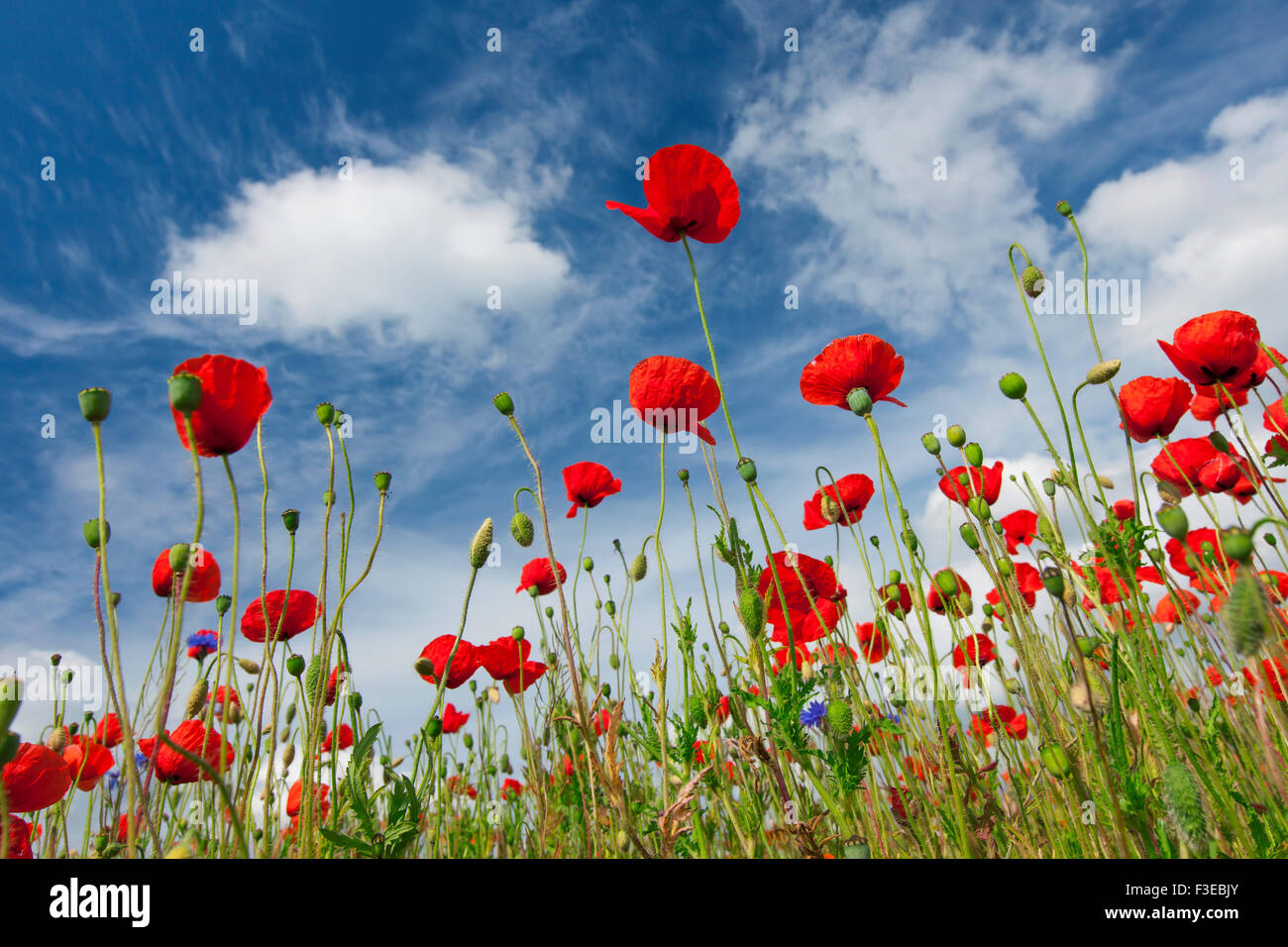 Poppy field uk hi-res stock photography and images - Alamy