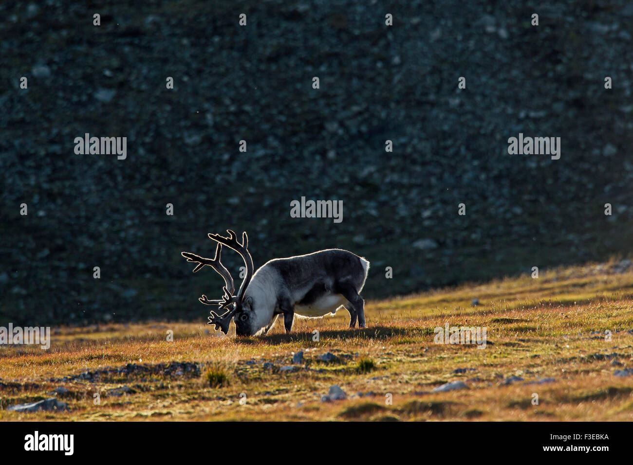 Fat Svalbard reindeer (Rangifer tarandus platyrhynchus) male with ...