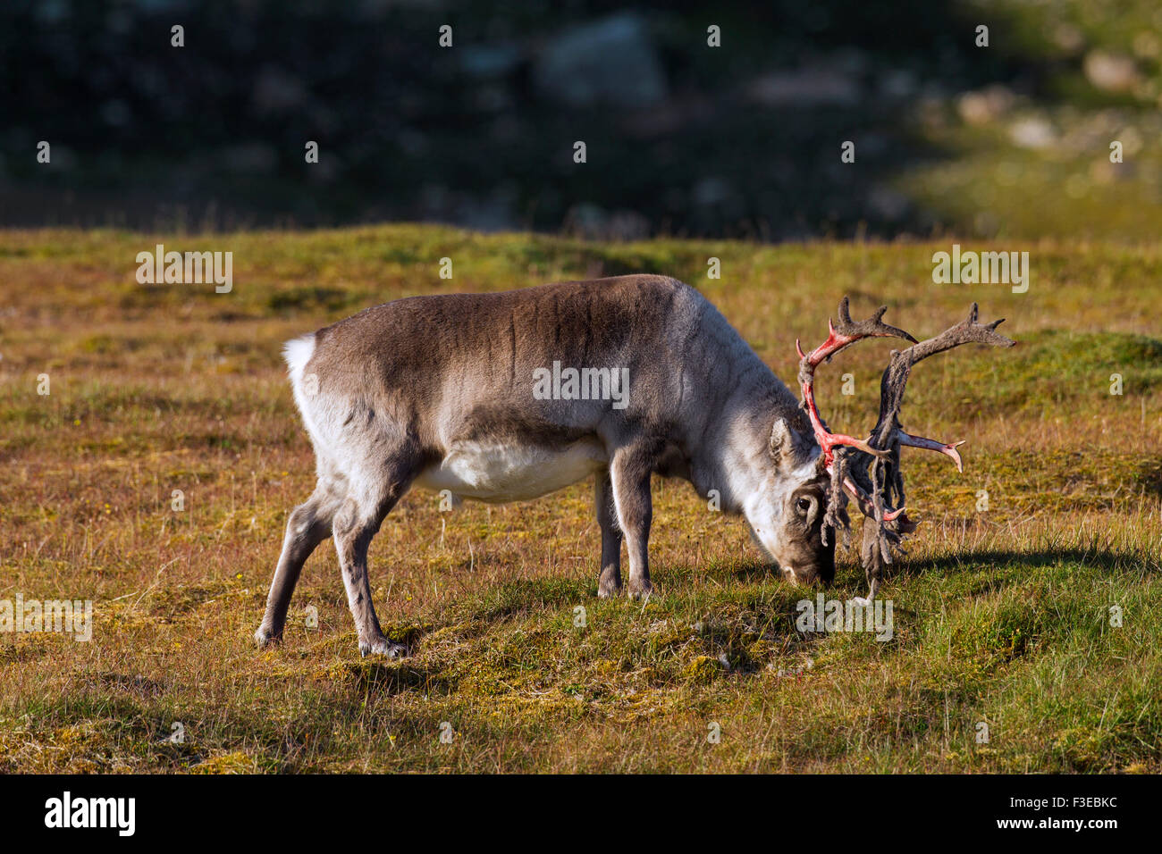 Svalbard reindeer (Rangifer tarandus platyrhynchus) male shedding ...