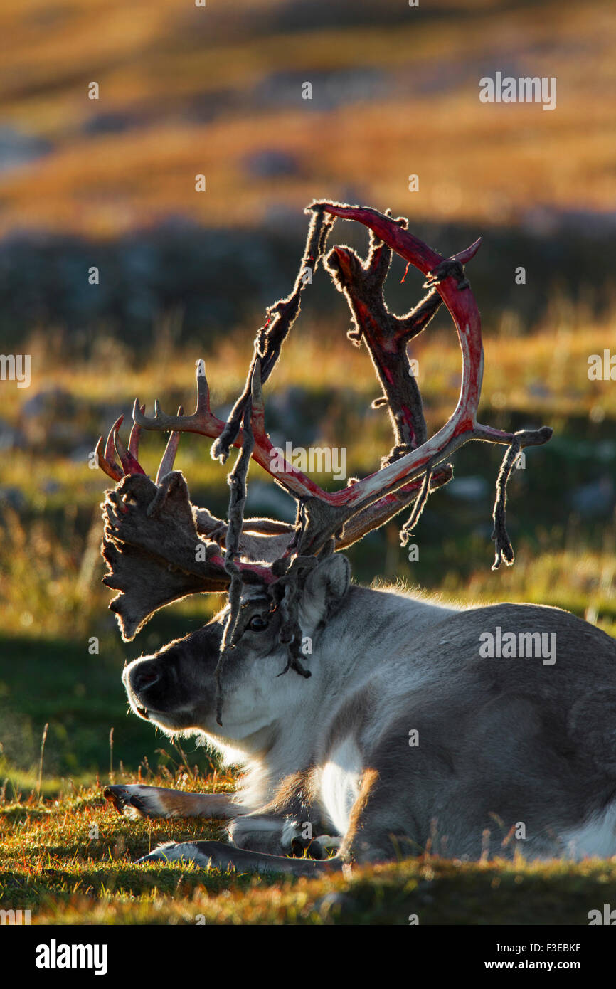 Svalbard reindeer (Rangifer tarandus platyrhynchus) male shedding ...