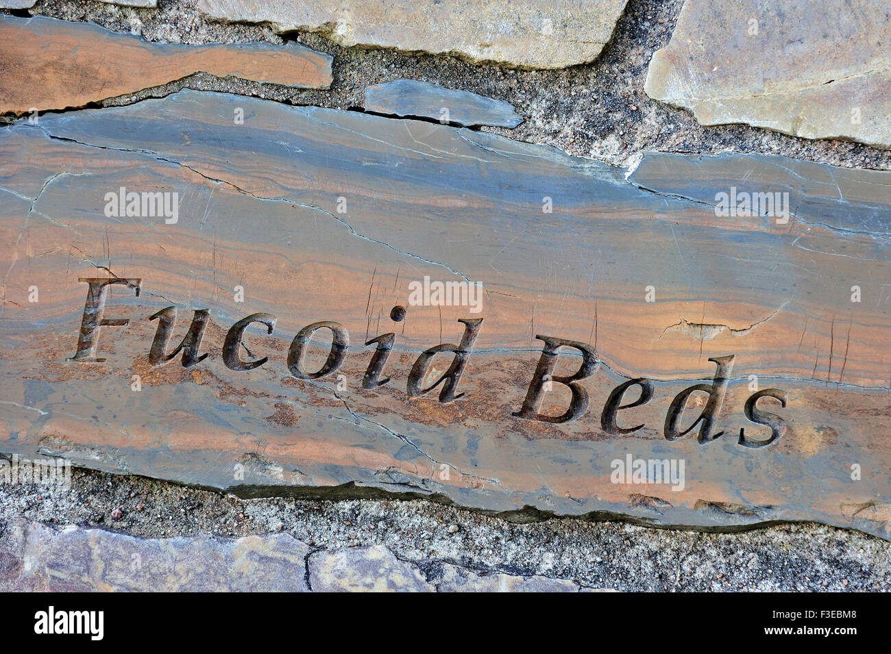 Fucoid beds hi-res stock photography and images - Alamy