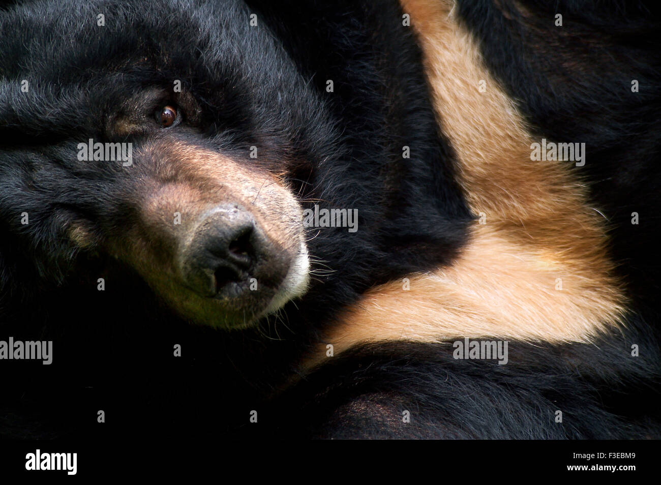 Asian black bear / moon bear / white-chested bear (Ursus thibetanus ...