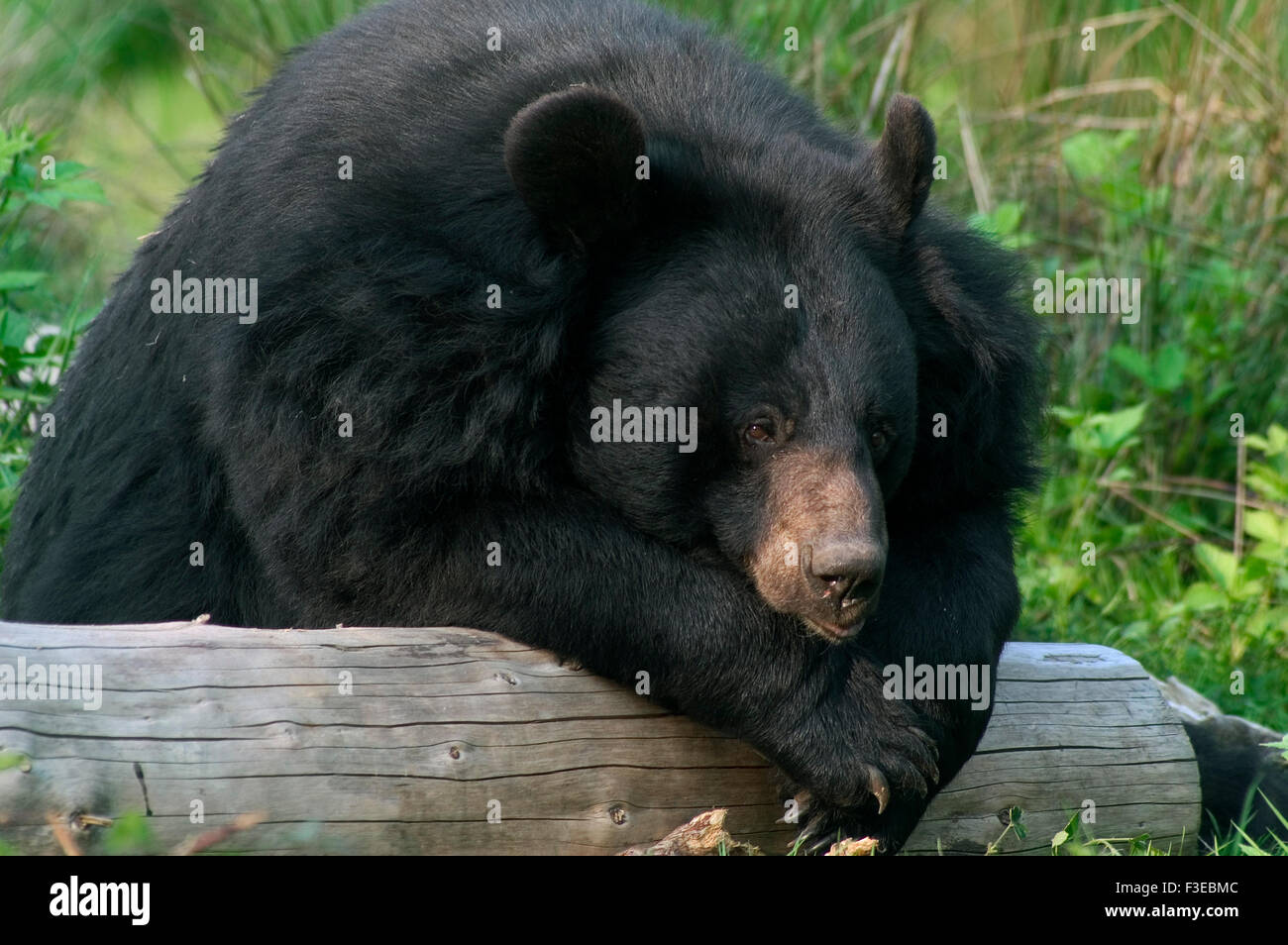 Asian black bear / moon bear / white-chested bear (Ursus thibetanus ...