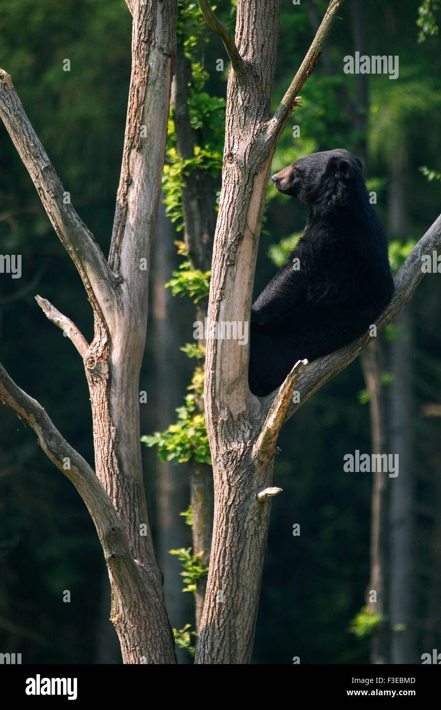 Asian black bear / moon bear / white-chested bear (Ursus thibetanus ...