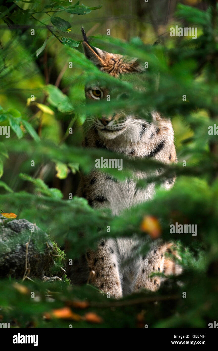 Eurasian lynx (Lynx lynx) stalking prey in dense pine forest Stock ...