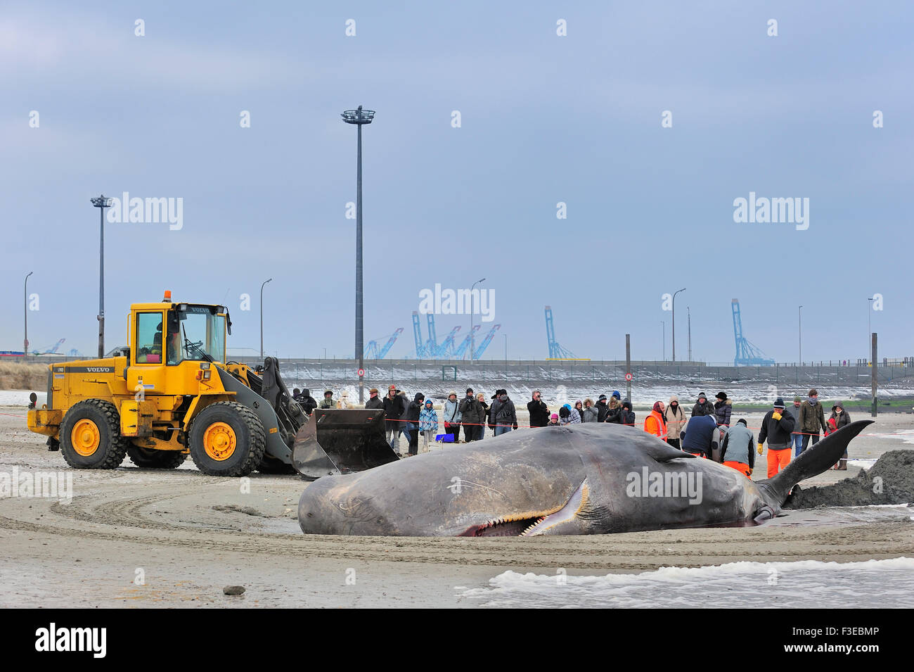 Stranded sperm whale (Physeter macrocephalus) on beach at Knokke ...