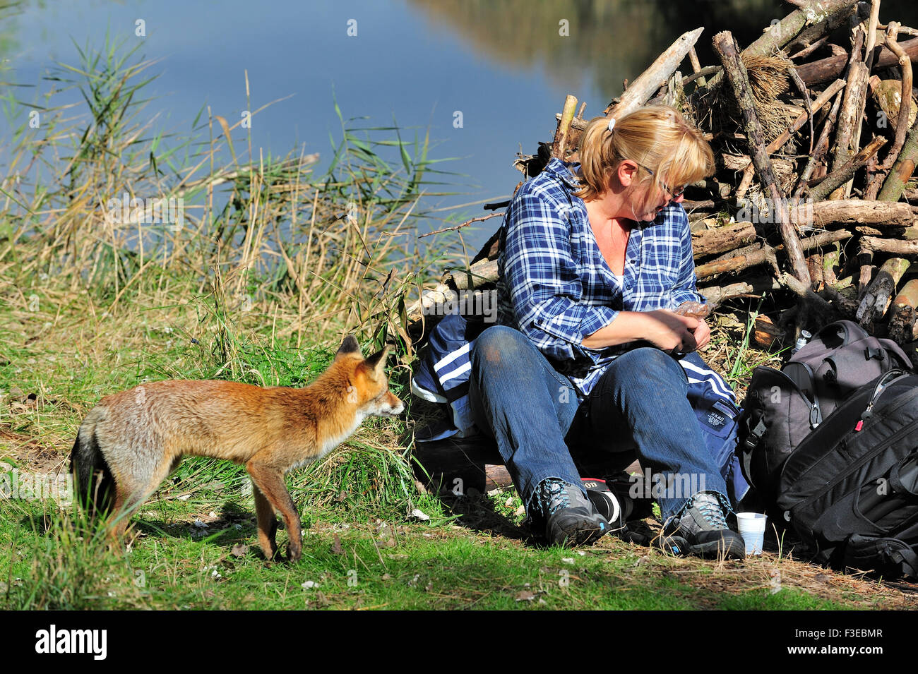 Tame Red Fox