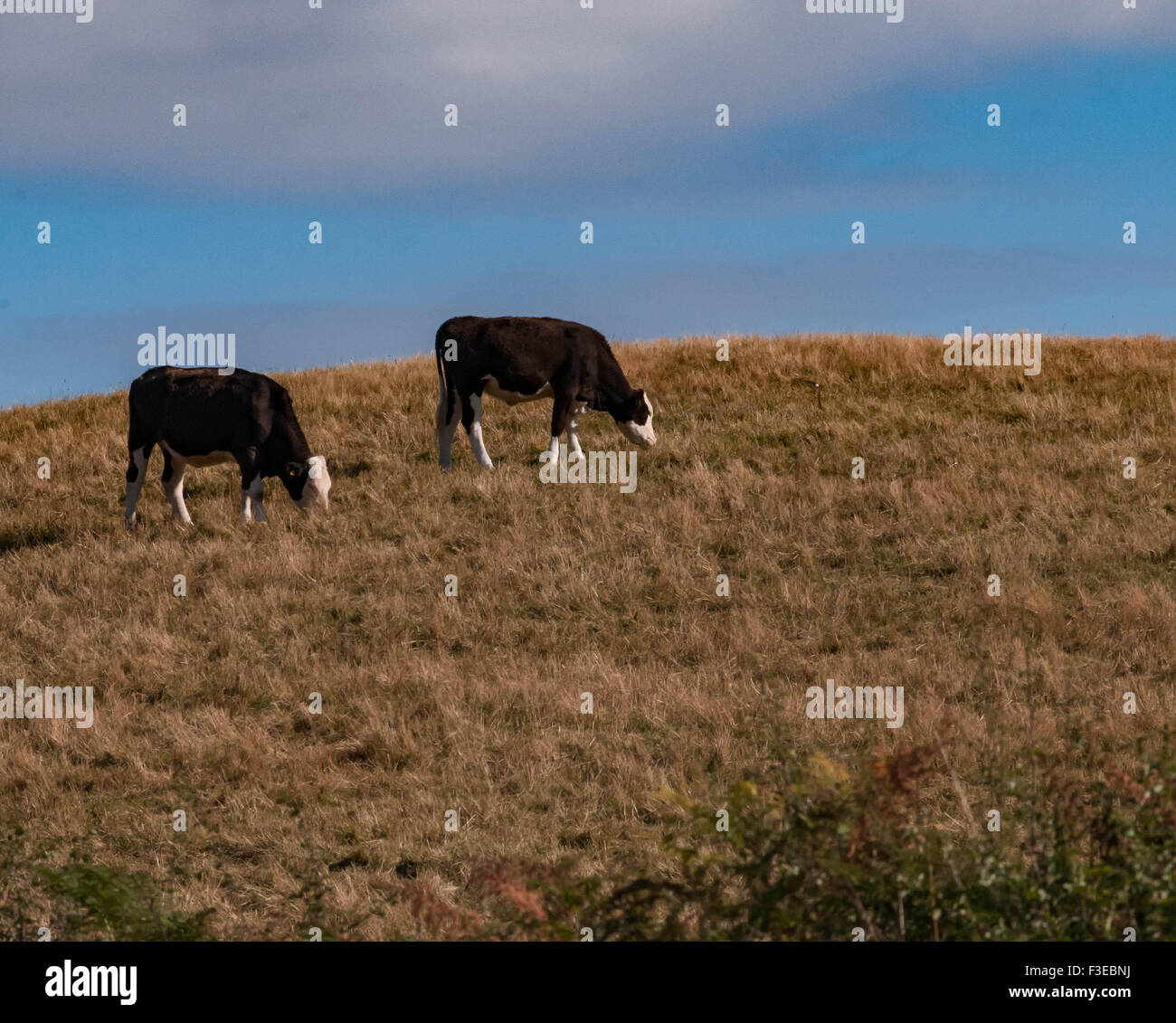 Cows on the Hill Stock Photo - Alamy