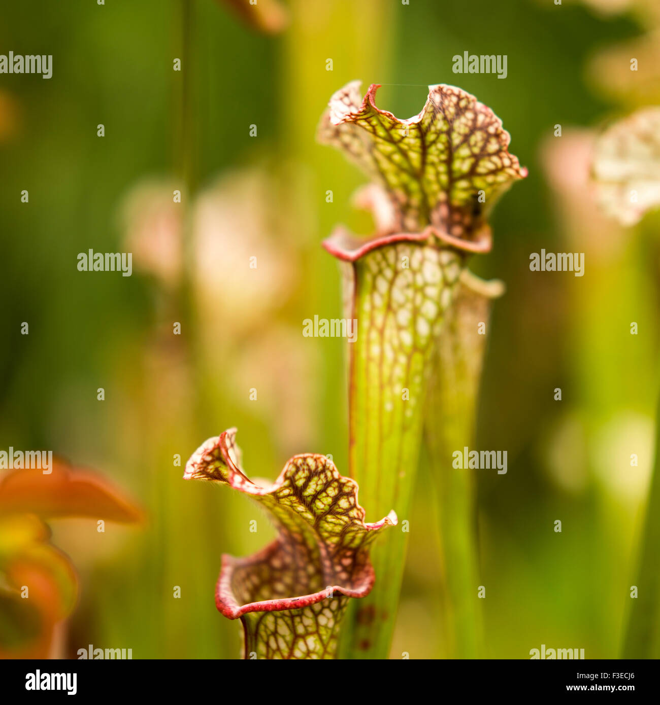 north american pitcher plant Stock Photo - Alamy