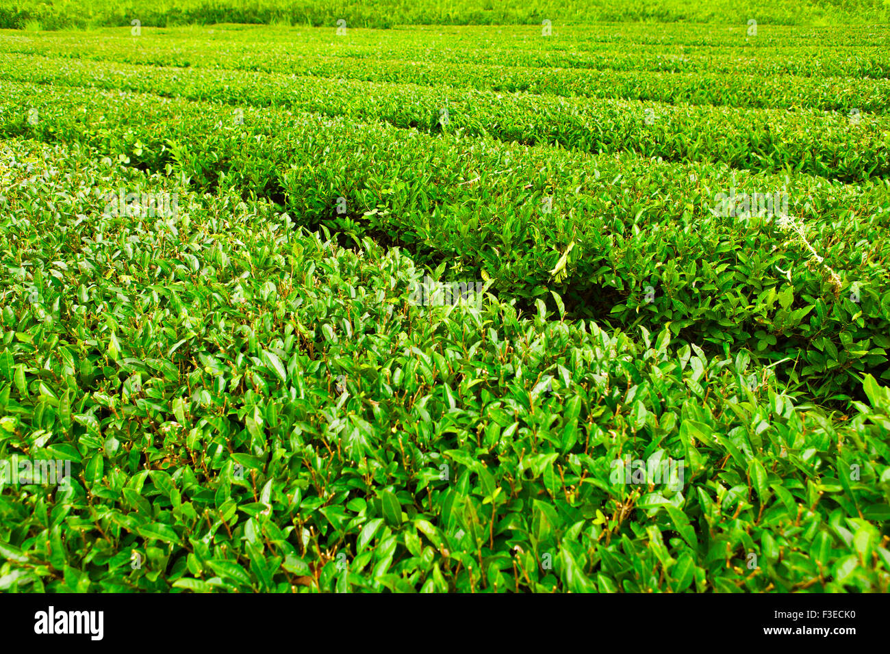 Korean tea nobody hi-res stock photography and images - Alamy