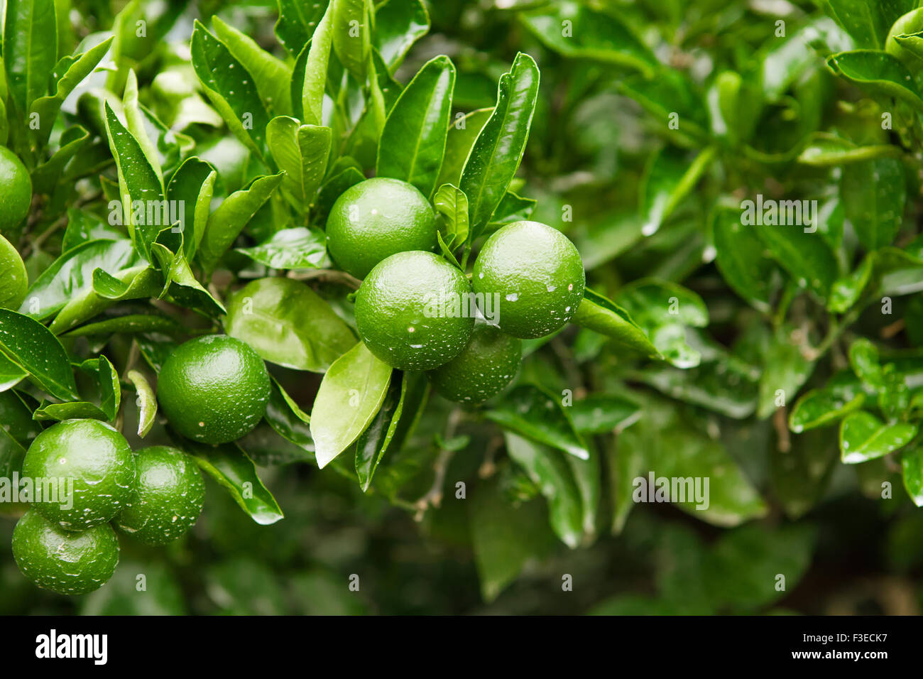 Green fruits and leafs of the tangerine tree Stock Photo - Alamy