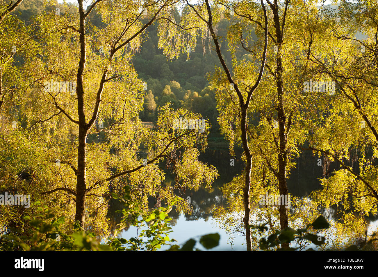 Autumn Birch woods at Loch Tummel near Pitlochry, Perthshire Scotland ...