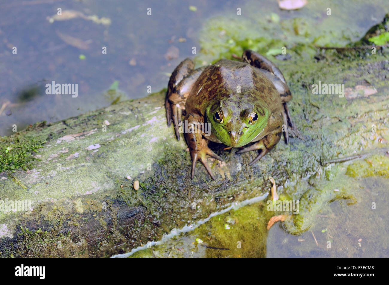 Bull Frog sitting on log Stock Photo - Alamy