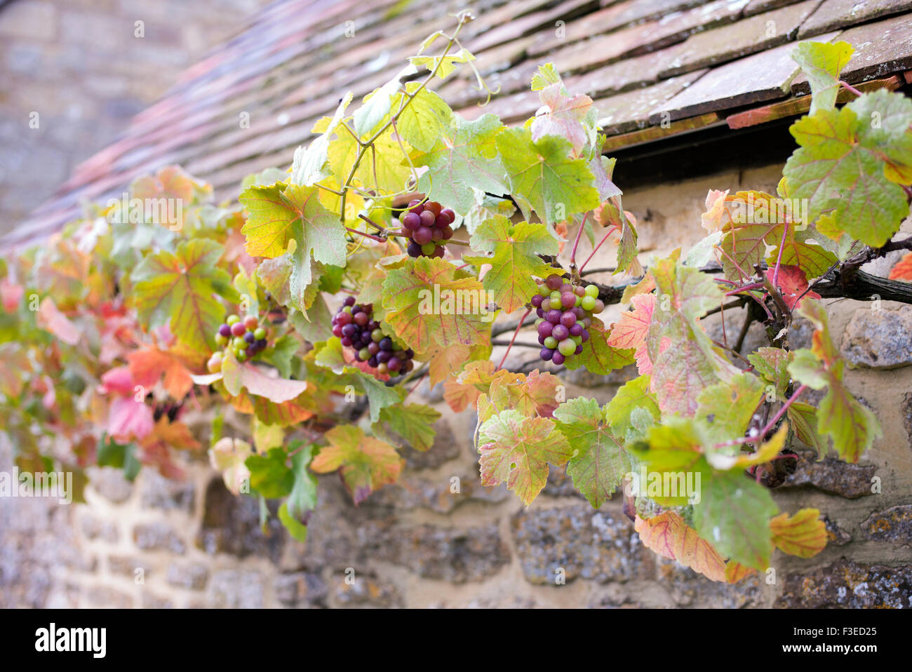 Grape vine wall hi-res stock photography and images - Alamy
