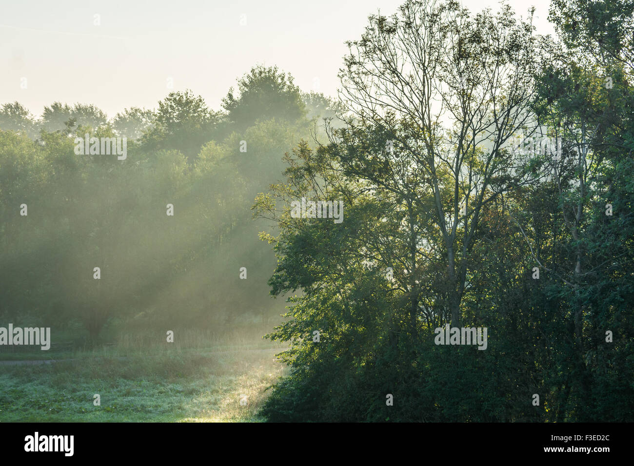 Sunlight falling through trees hi-res stock photography and images - Alamy