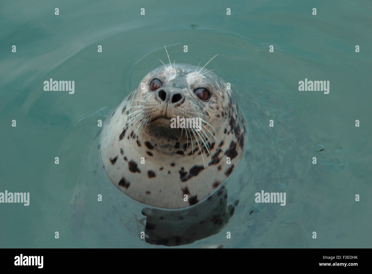 Fishermans wharf animals hi-res stock photography and images - Alamy
