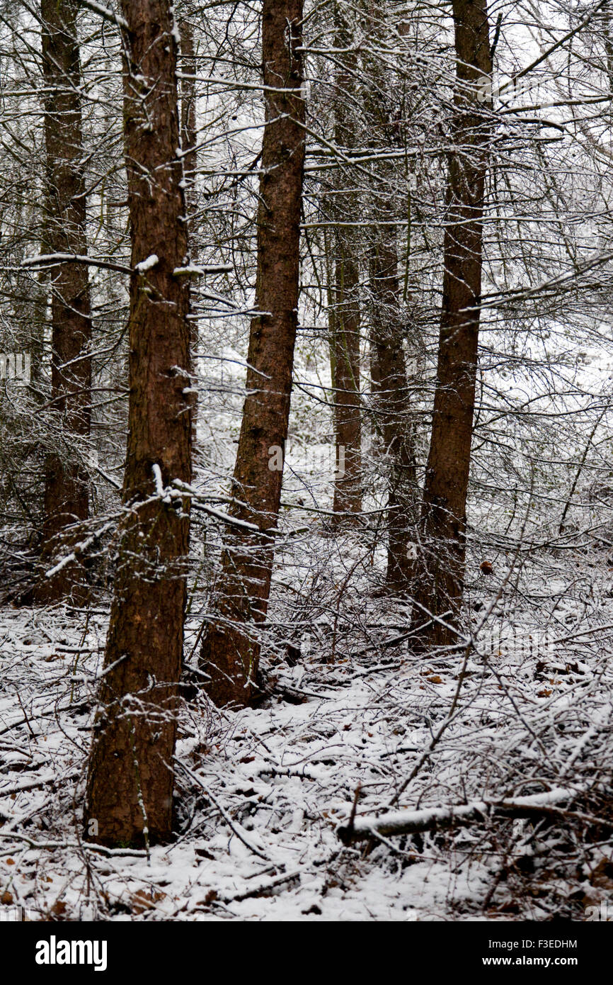 The great yorkshire forest hi-res stock photography and images - Alamy