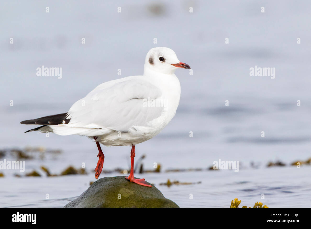 A Black-Headed Gull in winter plumage on the coast Stock Photo - Alamy