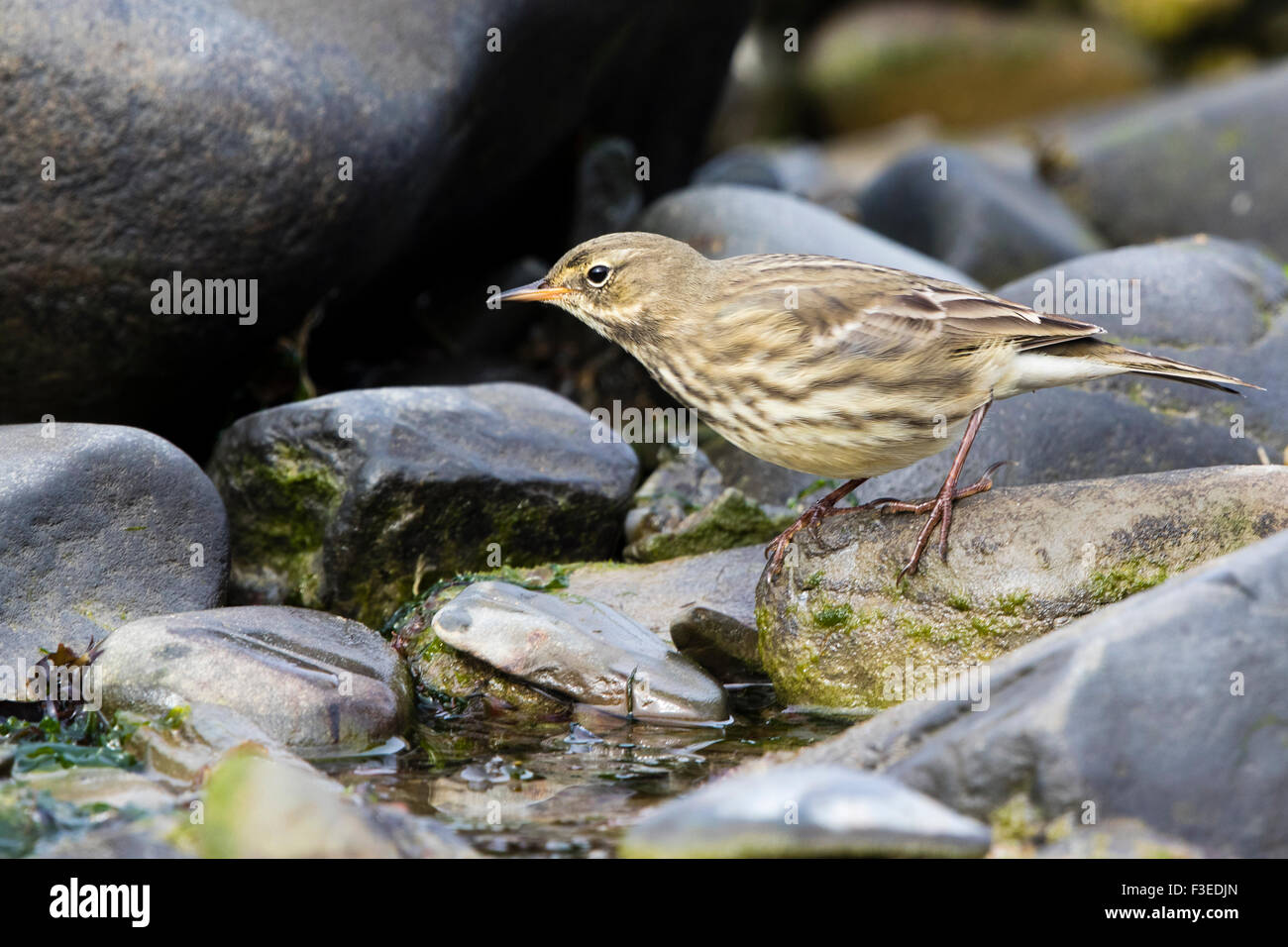A rock pipit foraging on the west Wales shoreline Stock Photo - Alamy
