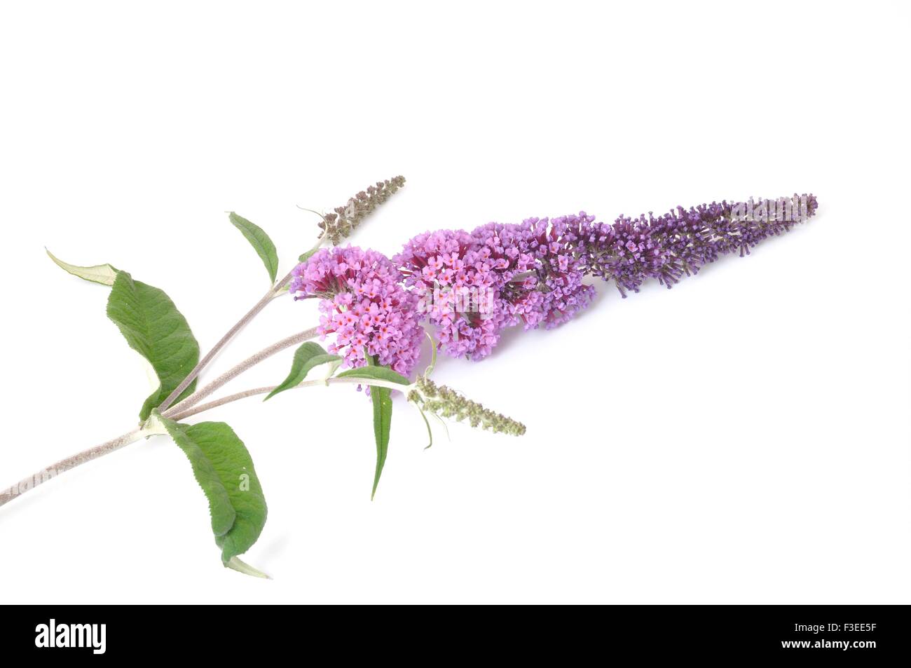 Buddleia flowering Cut Out Stock Images & Pictures - Alamy