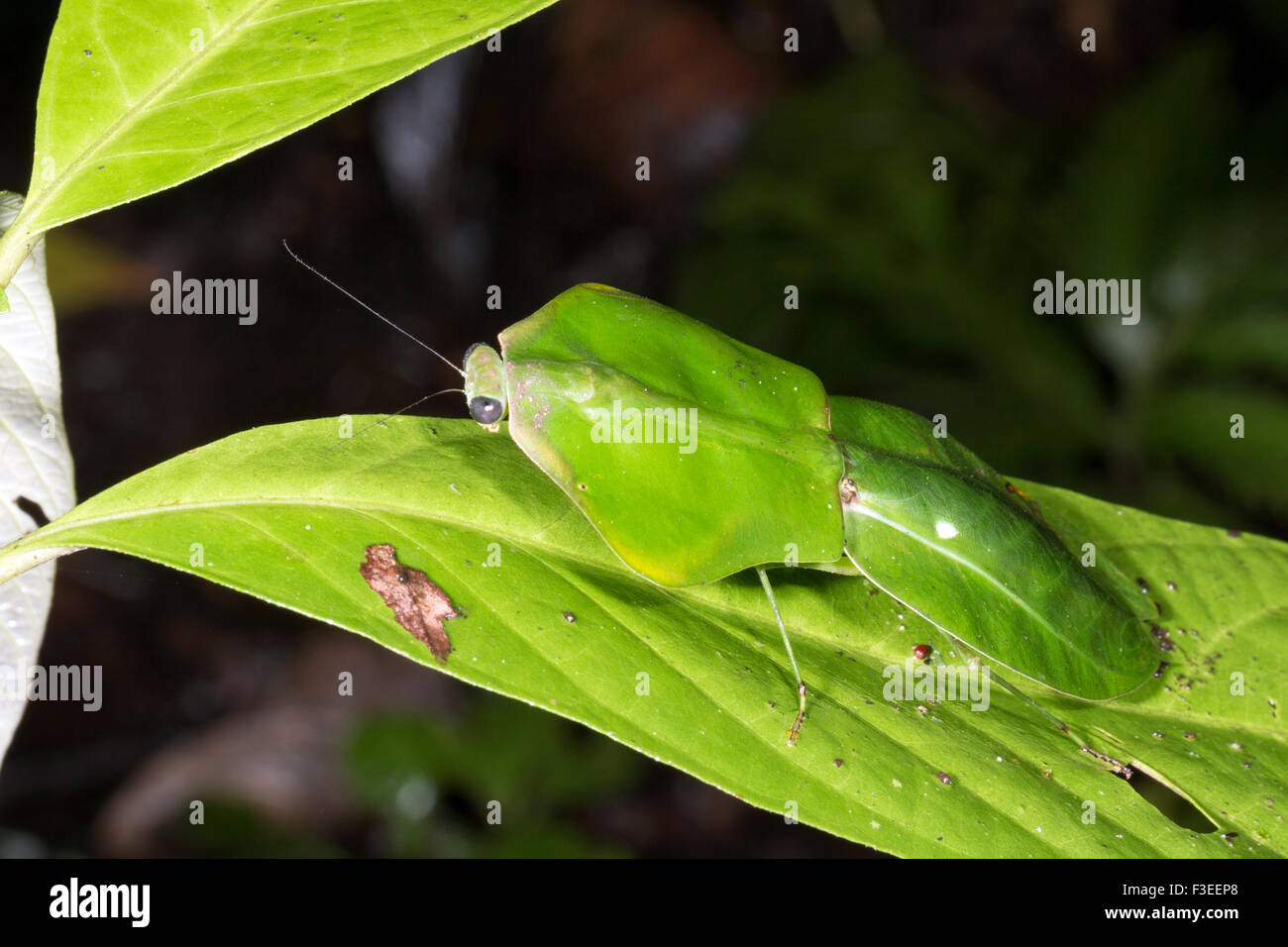 Leaf mimic mantis (Choeradodis rhomboidea) camouflaged on a rainforest ...