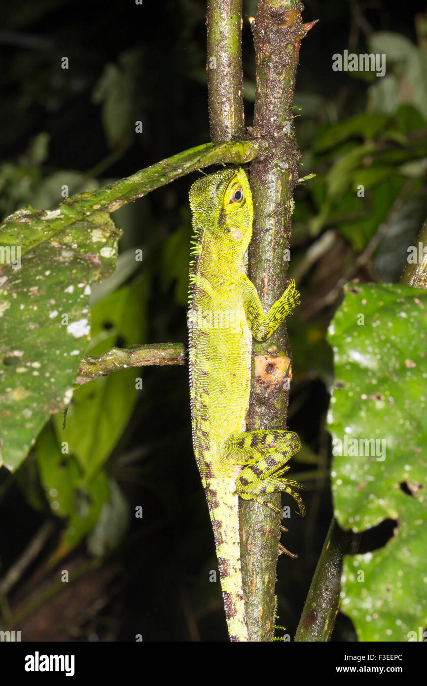 Amazon Forest Dragon High Resolution Stock Photography and Images - Alamy