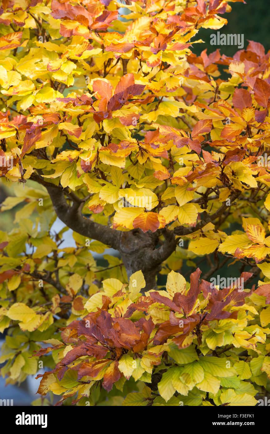 Fagus sylvatica bonsai beech tree hi-res stock photography and images ...