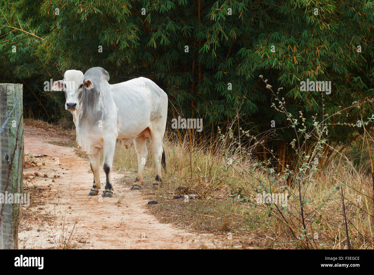 Brazilian beef cattle bull inear tree - nellore, white cow. Selective ...