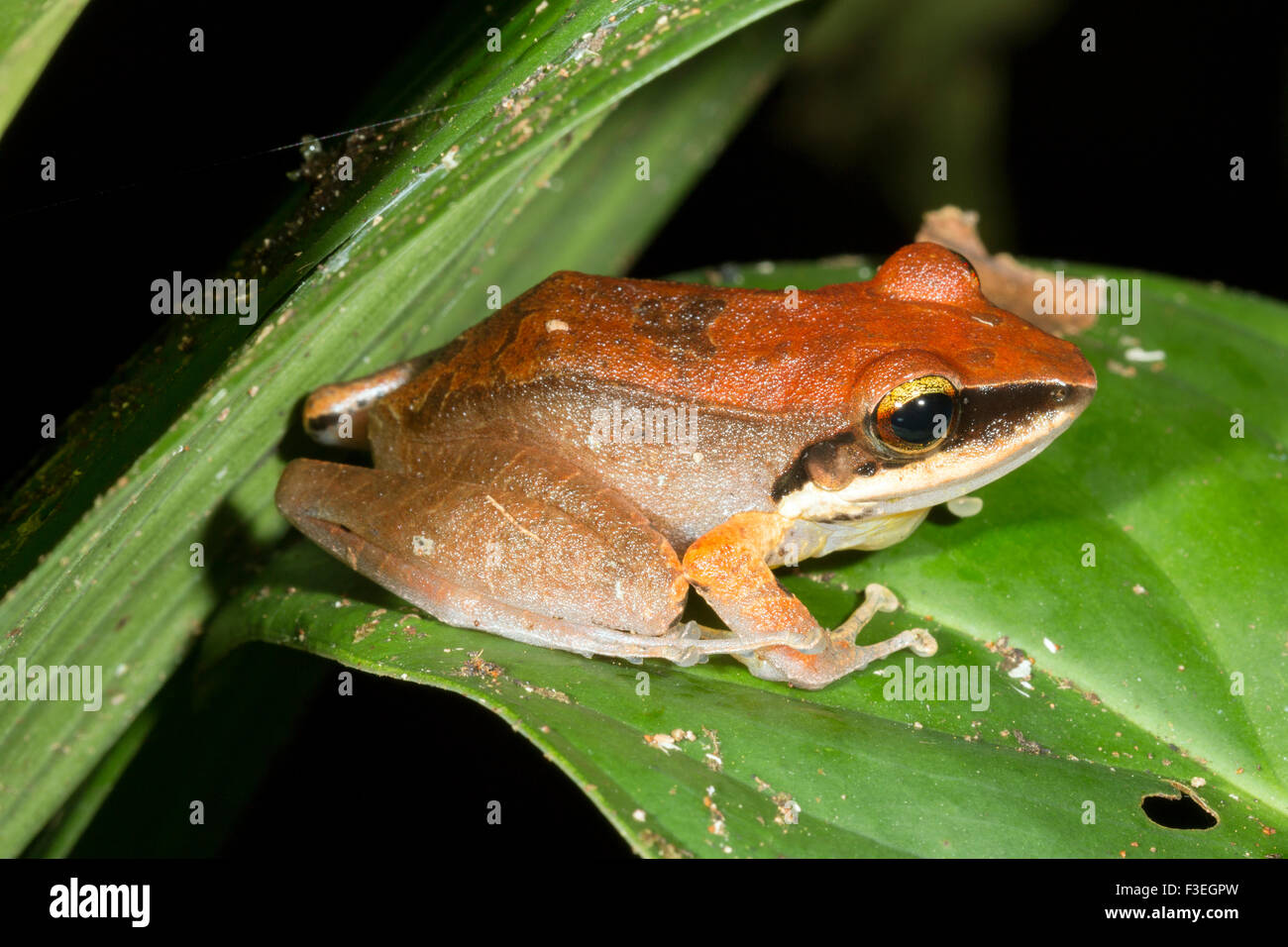Rain Frog (Pristimantis conspicillatus) on a leaf in the rainforest at ...