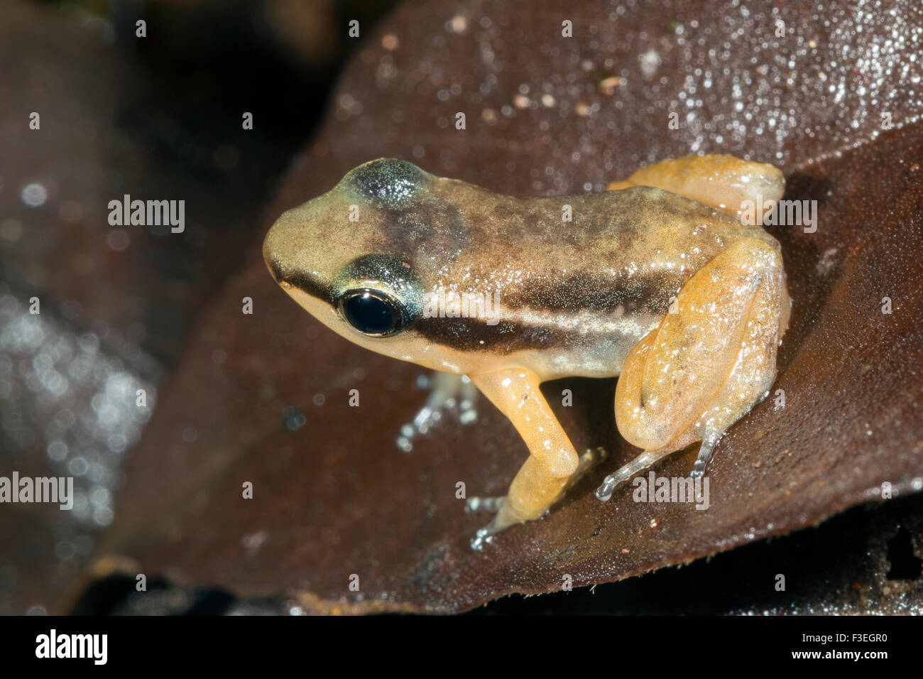Santa Cecilia Rocket Frog (Hyloxalus sauli), a juvenile in the ...