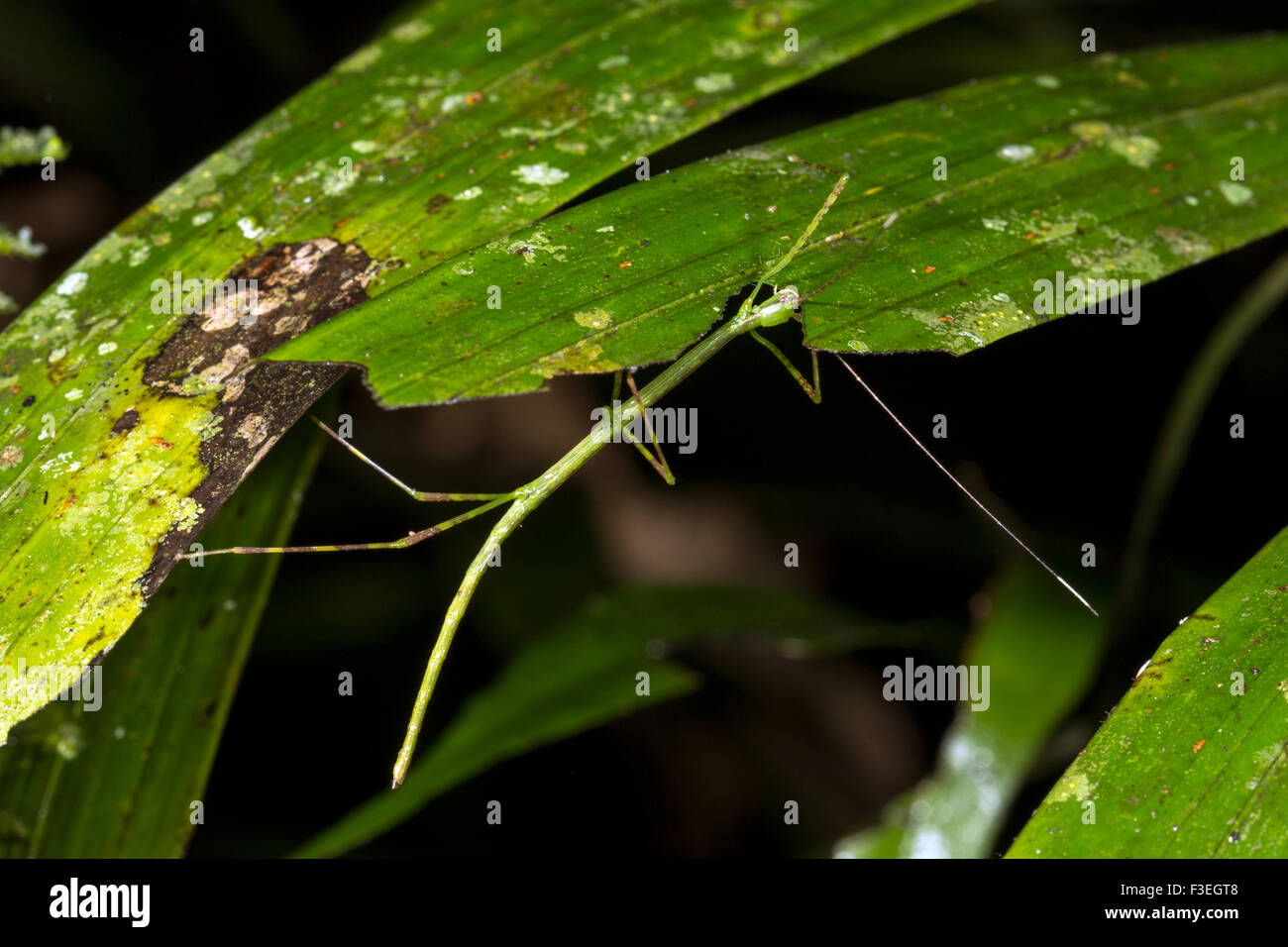 Stick insect eating a leaf in the rainforest understory, Ecuador Stock ...